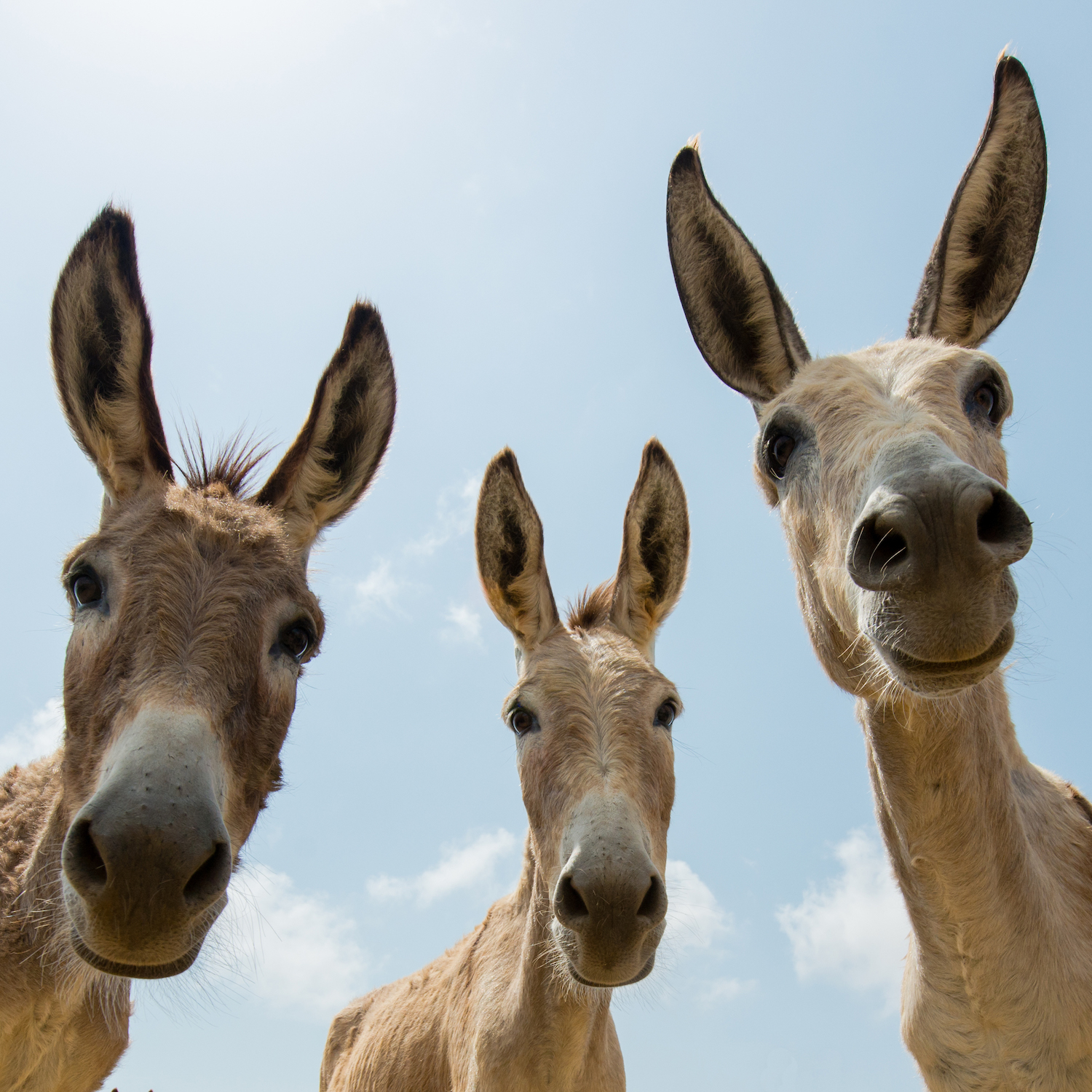 SALES EXCUSES ARE FOR ASSES! - KONA Group SALES EXCUSES ARE FOR ASSES! - KONA Group